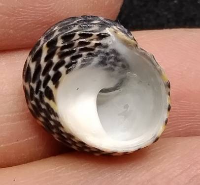 shellauction.net :: Diloma subrostrata - 3664592