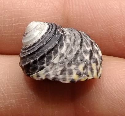 shellauction.net :: Diloma subrostrata - 3664592