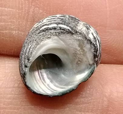 shellauction.net :: Diloma crusoeana - 3664595