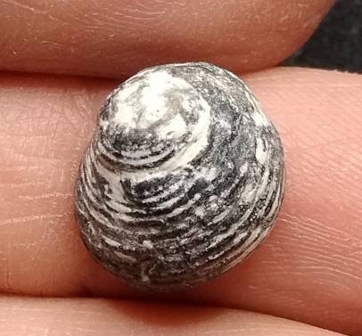 shellauction.net :: Diloma crusoeana - 3664595