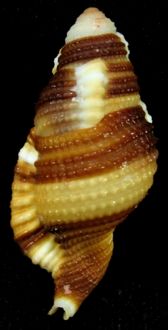 shellauction.net :: Septa flaveola - 3664625