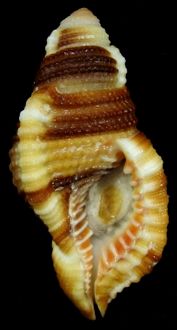 shellauction.net :: Septa flaveola - 3664625