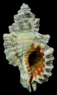 shellauction.net :: Cymatium nicobaricum - 3664651