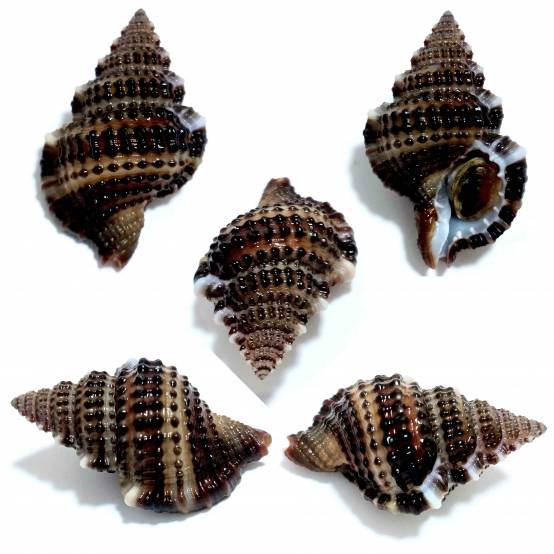 shellauction.net :: Gyrineum natator - 3664671