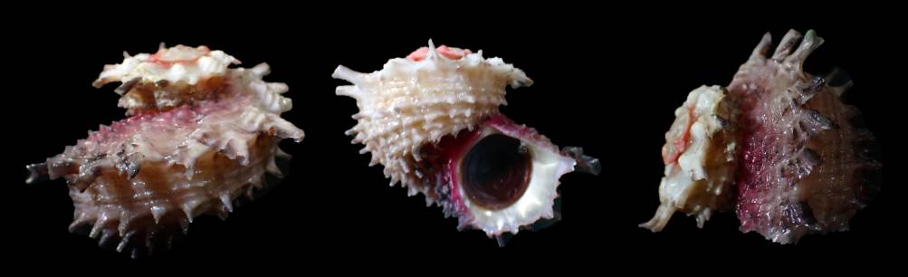 shellauction.net :: Angaria sp. - 3664677