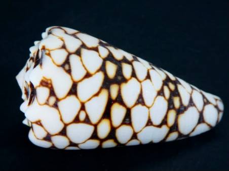 shellauction.net :: Conus marmoreus bandanus - 3664832