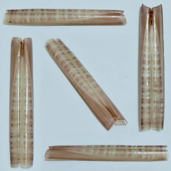 shellauction.net :: Solen linearis - 3664903