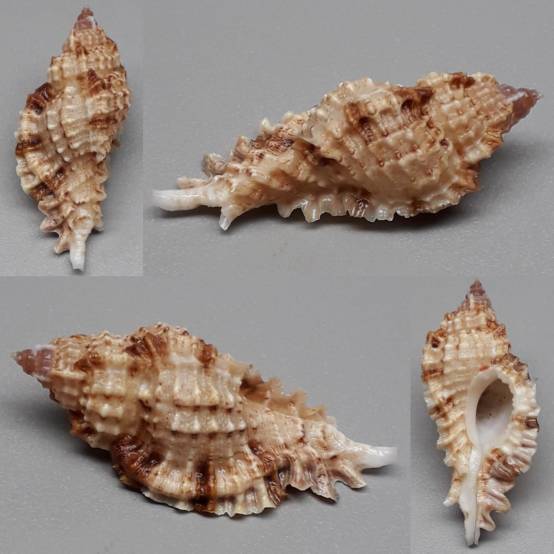 shellauction.net :: Naquetia sp. - 3664949