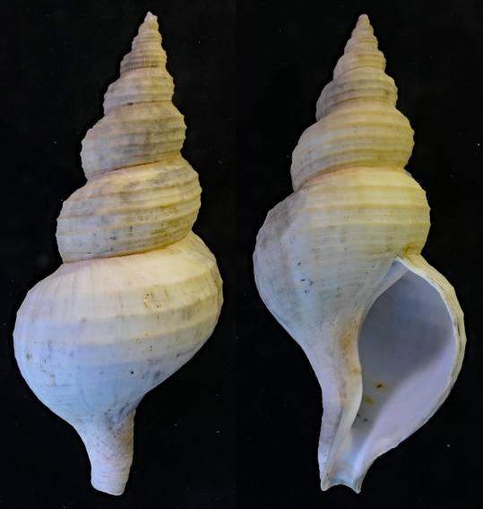 shellauction.net :: Neptunea sp. - 3665055