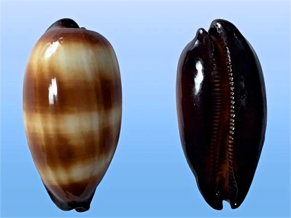 shellauction.net :: Talparia talpa - 3665073