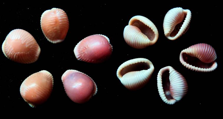 shellauction.net :: Triviella aperta - 3665085