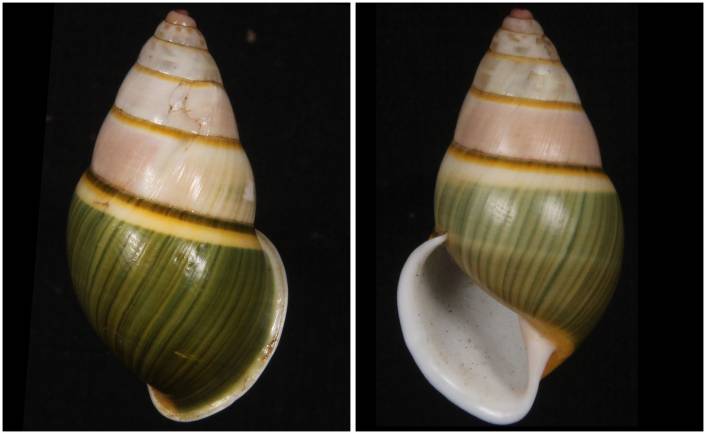 shellauction.net :: Amphidromus severnsi - 3665146