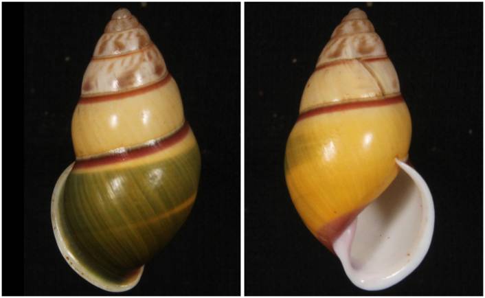 shellauction.net :: Amphidromus johnabbasi - 3665182