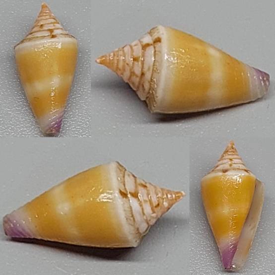 shellauction.net :: Conus floridulus - 3665292