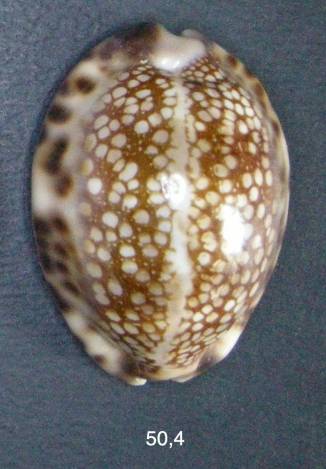 shellauction.net :: Mauritia maculifera - 3665308