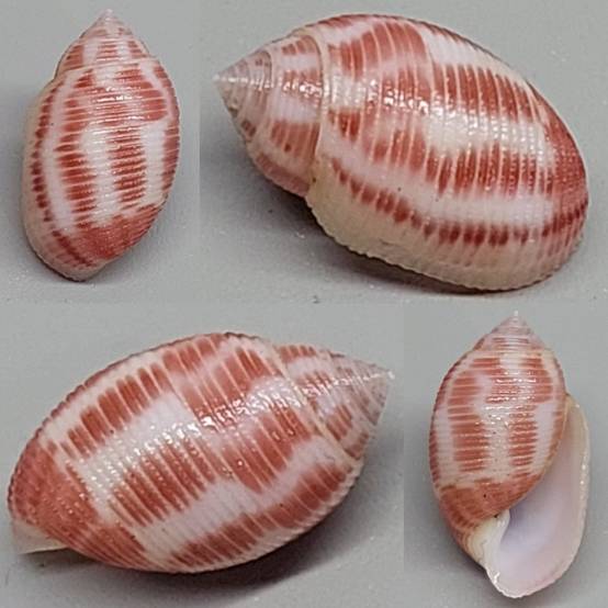 shellauction.net :: Punctacteon kajiyamai - 3665326