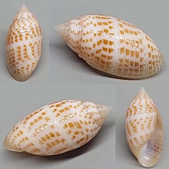 shellauction.net :: Pupa solidula - 3665331