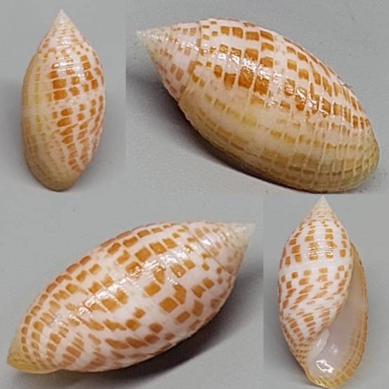 shellauction.net :: Pupa solidula - 3665338