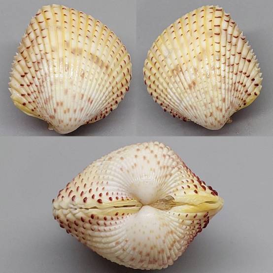 shellauction.net :: Fragum unedo - 3665349