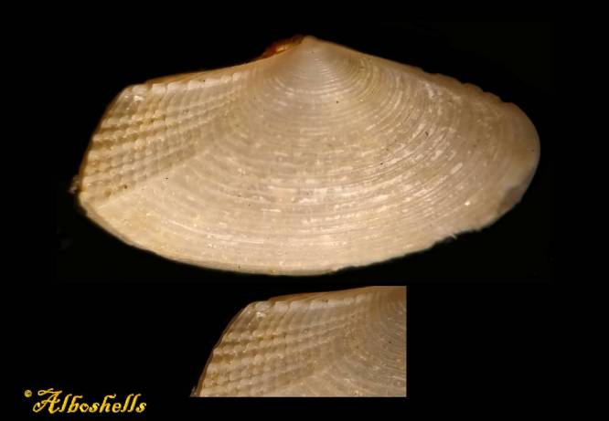 shellauction.net :: Gari sp. - 3665453