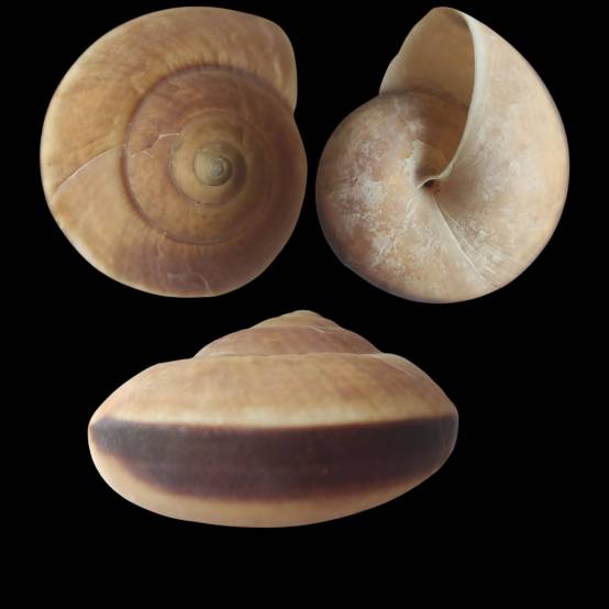 shellauction.net :: Cryptozona menglunensis - 3665614