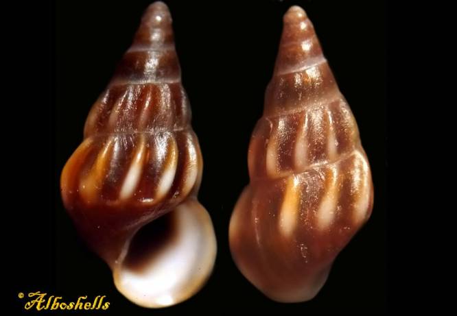 shellauction.net :: Rissoa parva - 3665654