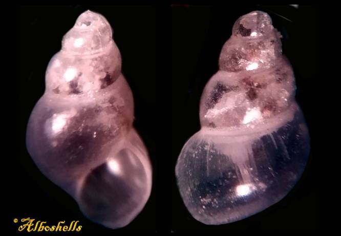 shellauction.net :: Rissoella diaphana - 3665662