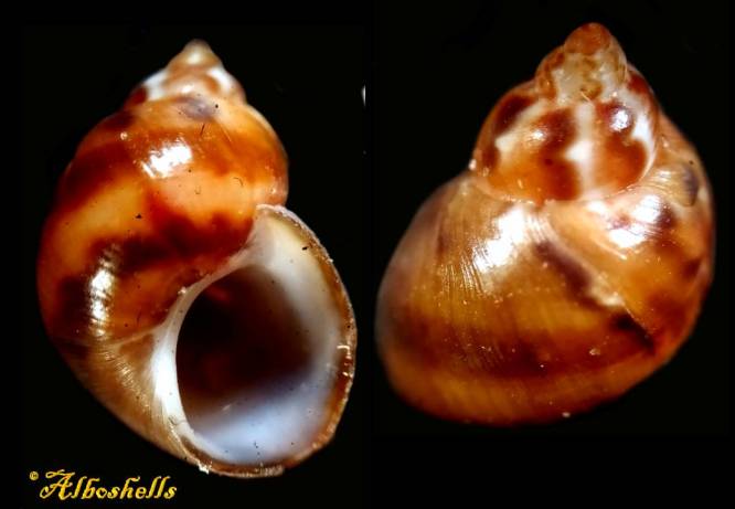 shellauction.net :: Tricolia pullus - 3665686