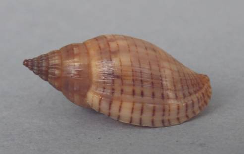 shellauction.net :: Lyria deliciosa - 3665791