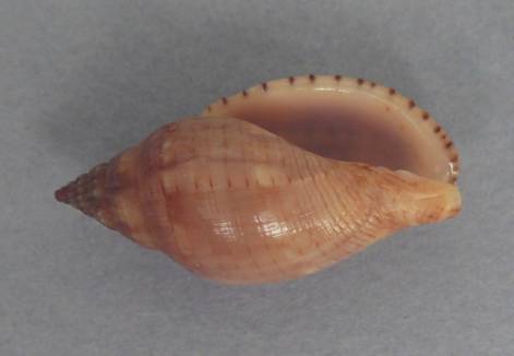 shellauction.net :: Lyria deliciosa - 3665791