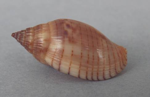 shellauction.net :: Lyria deliciosa - 3665792