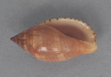 shellauction.net :: Lyria deliciosa - 3665792