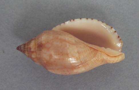 shellauction.net :: Lyria deliciosa - 3665793