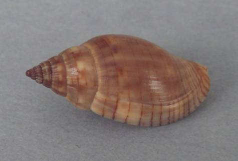 shellauction.net :: Lyria deliciosa - 3665795