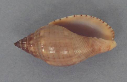 shellauction.net :: Lyria deliciosa - 3665795