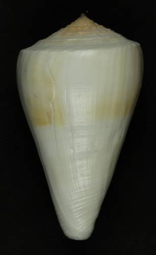 shellauction.net :: Conus fergusoni - 3665802