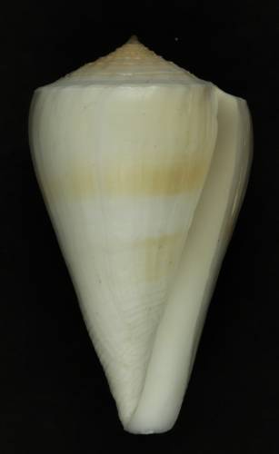 shellauction.net :: Conus fergusoni - 3665802