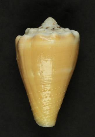 shellauction.net :: Conus regius - 3665820