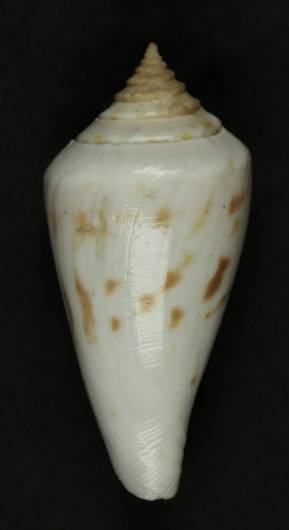 shellauction.net :: Conus gradatulus - 3665821