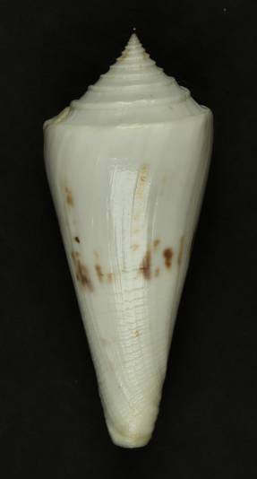 shellauction.net :: Conus sieboldii - 3665825