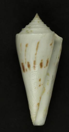 shellauction.net :: Conus sieboldii - 3665825