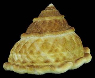 shellauction.net :: Megastraea undosa - 3665845