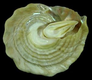 shellauction.net :: Megastraea undosa - 3665845