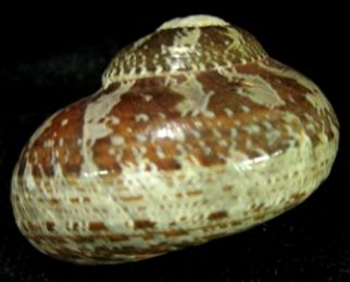 shellauction.net :: Turbo cidaris cidaris - 3665850