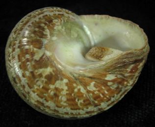 shellauction.net :: Turbo cidaris cidaris - 3665850