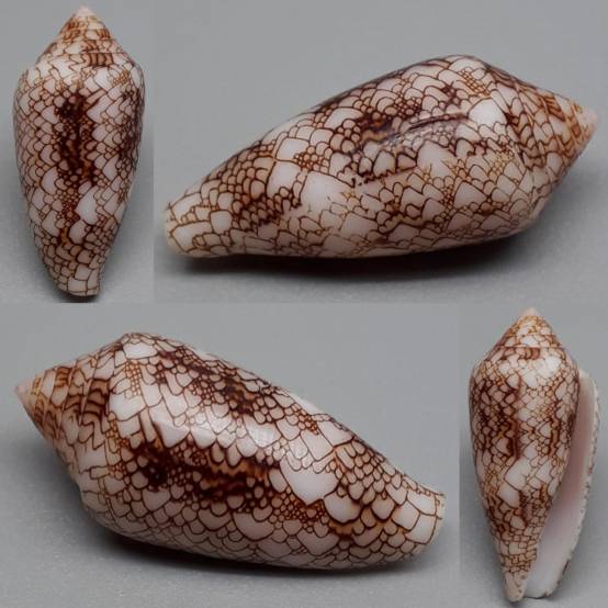 shellauction.net :: Conus canonicus - 3665962