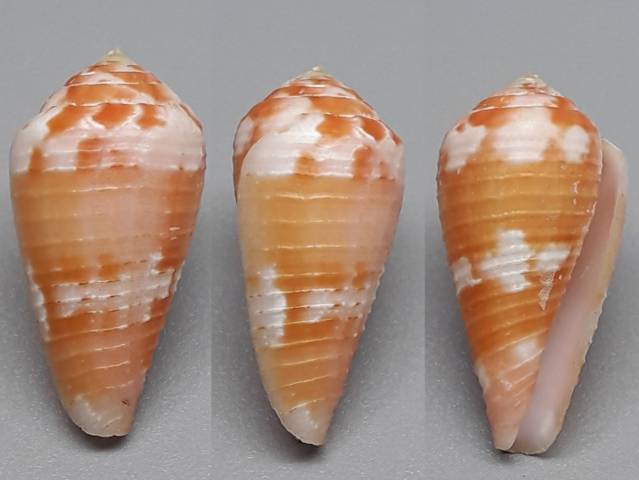 shellauction.net :: Conus pertusus - 3665992