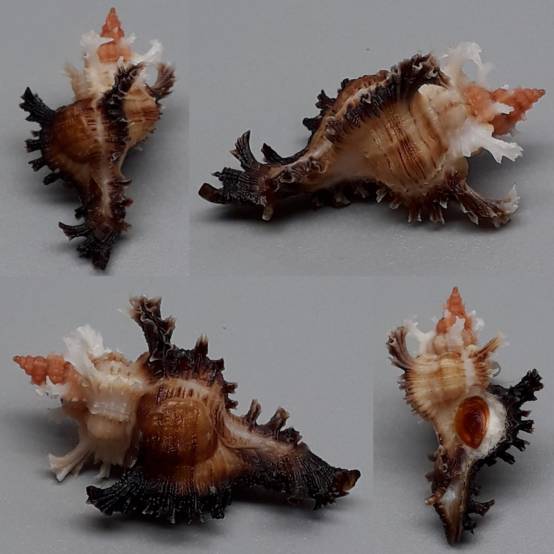 shellauction.net :: Chicoreus sp. - 3666024