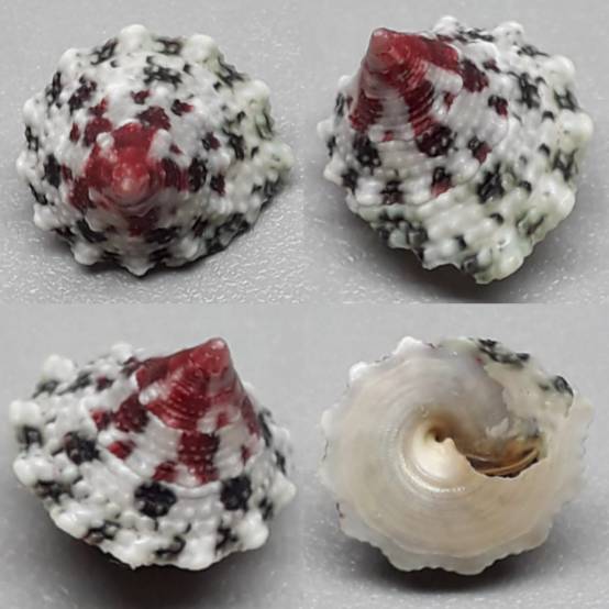 shellauction.net :: Tectus sp. - 3666160