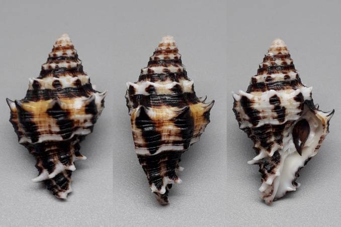 shellauction.net :: Murex sp. - 3666166